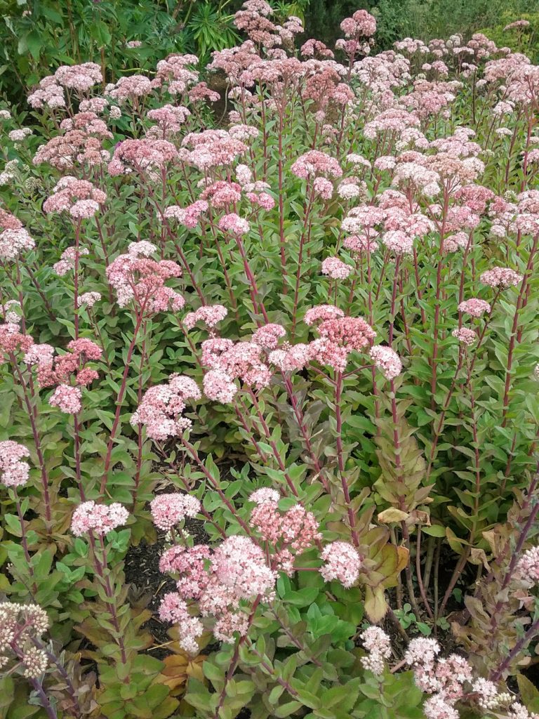 Sedum telephium Matrona Bare Rooted – Trigg Plants