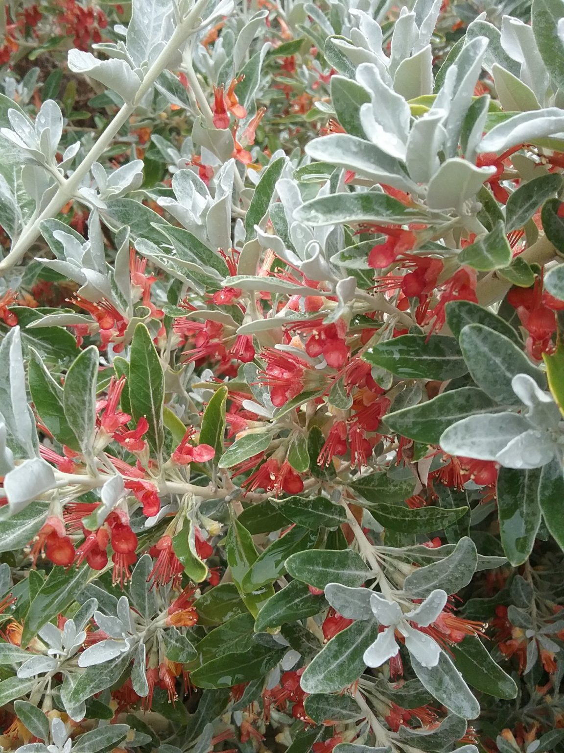 Teucrium heterophyllum in 50mm Forestry Tube – Trigg Plants