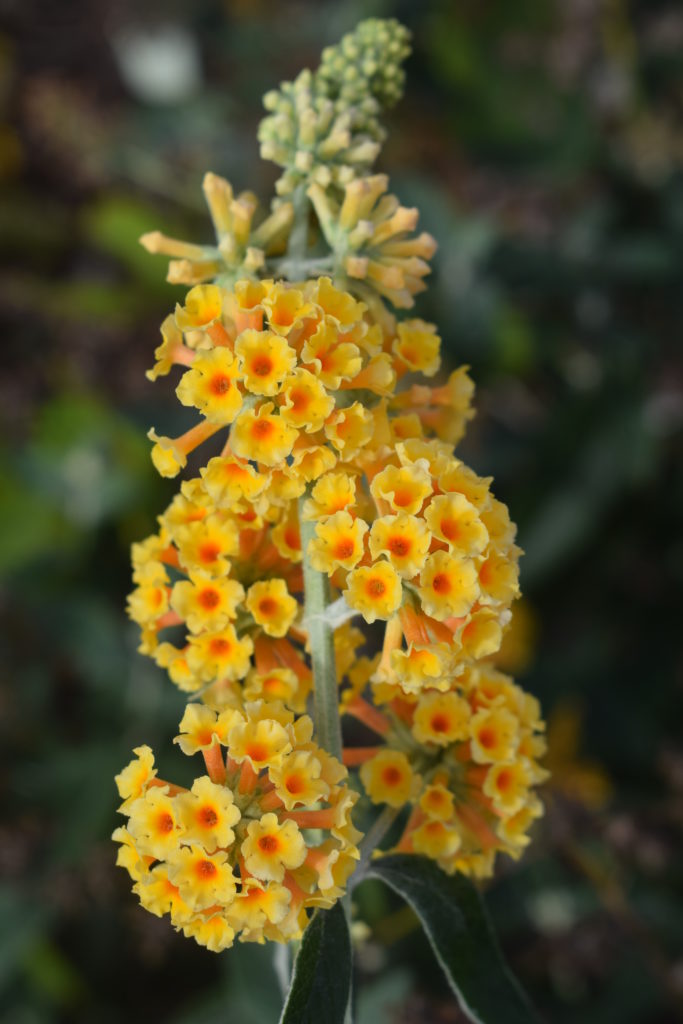 Buddleia x weryiana Golden Glow in 68mm Super Tube – Trigg Plants
