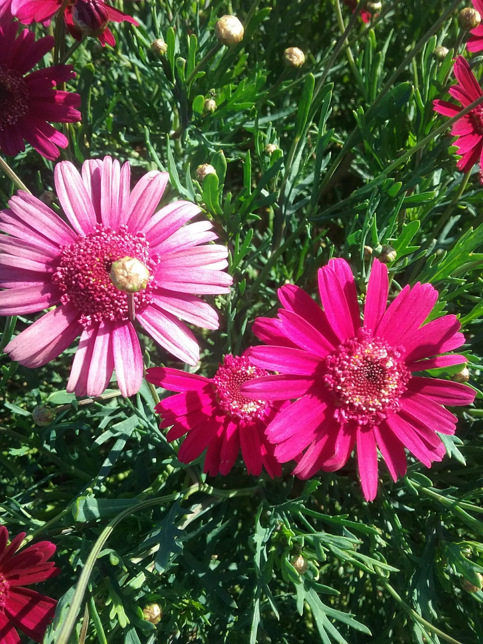 Argyranthemum Raspberry in 50mm Forestry Tube – Trigg Plants