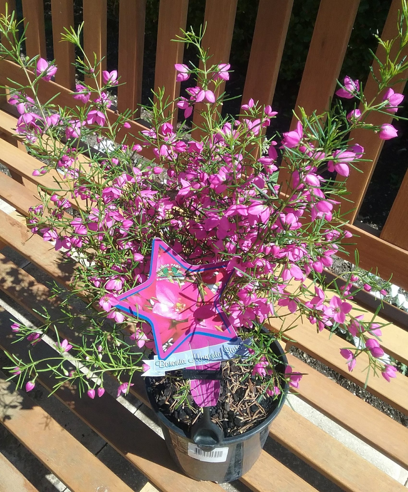 Boronia Magenta Stars in 140mm Advanced Pot – Trigg Plants