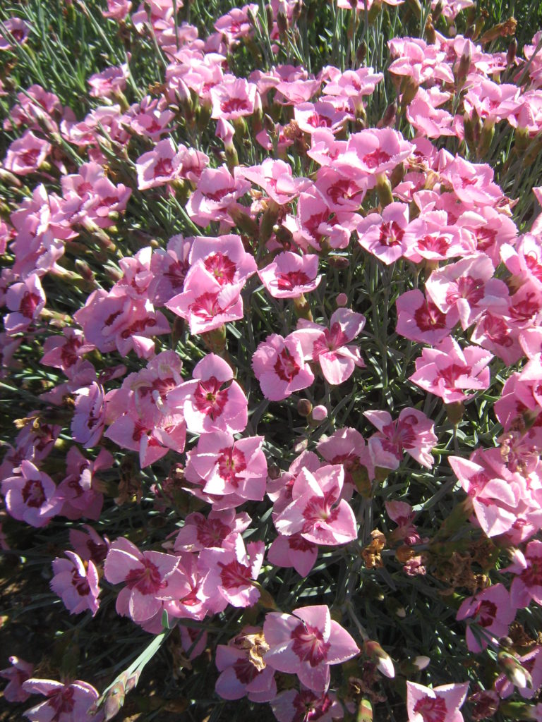 Dianthus deltoides 30 seeds – Trigg Plants