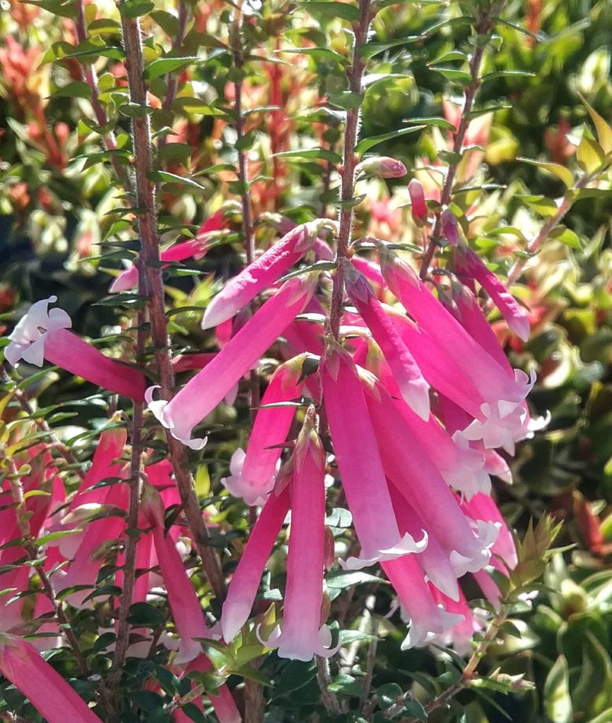 Epacris Pan Pipes in 140mm Advanced Pot – Trigg Plants