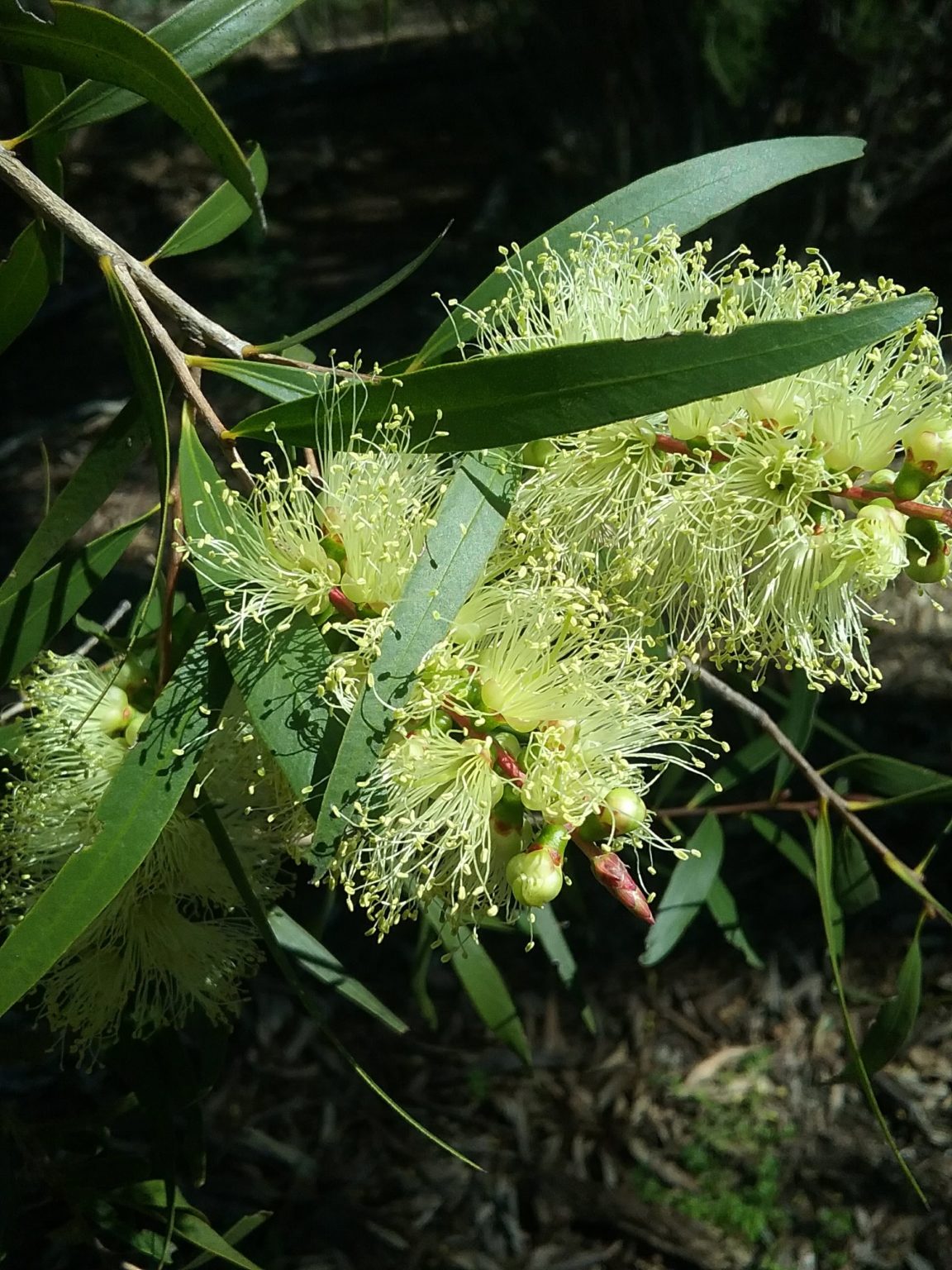 Callistemon – Trigg Plants
