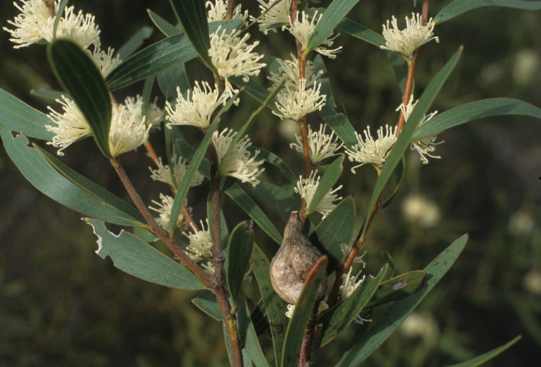 Hakea – Trigg Plants