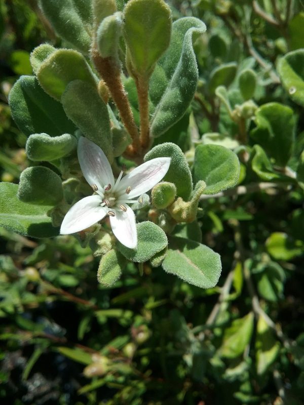 Correa alba pink in 68mm Super Tube – Trigg Plants