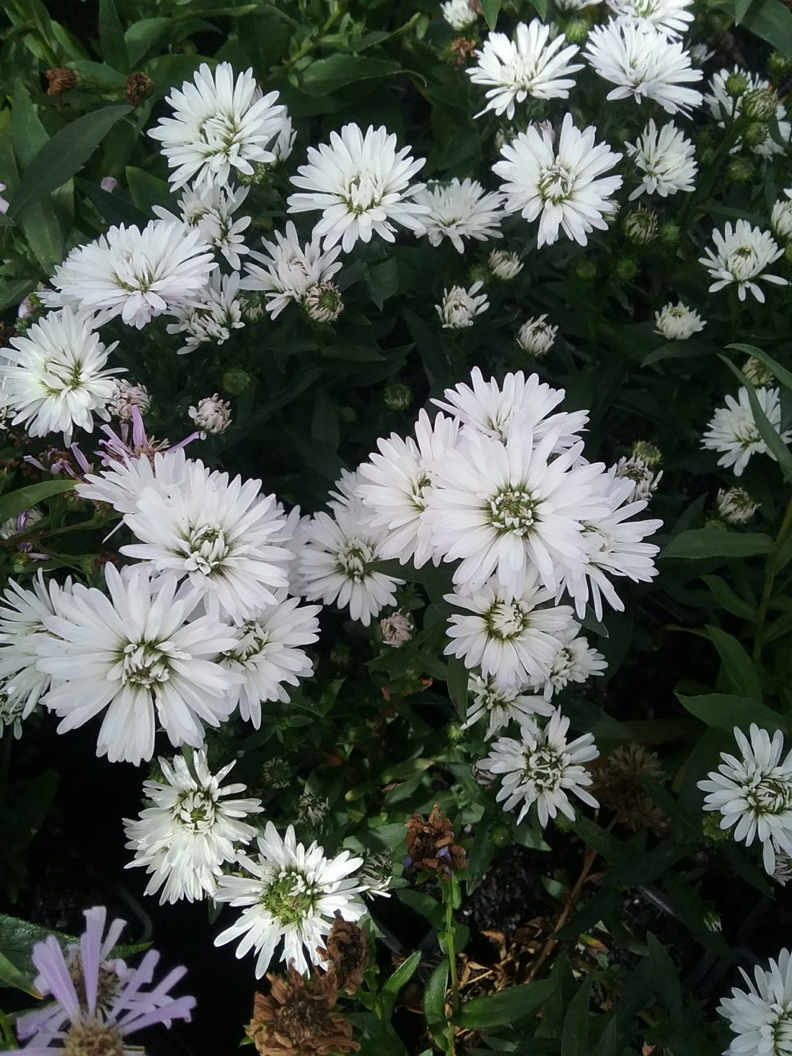 Aster Blue Diamond (Easter Daisy) Bare Rooted – Trigg Plants