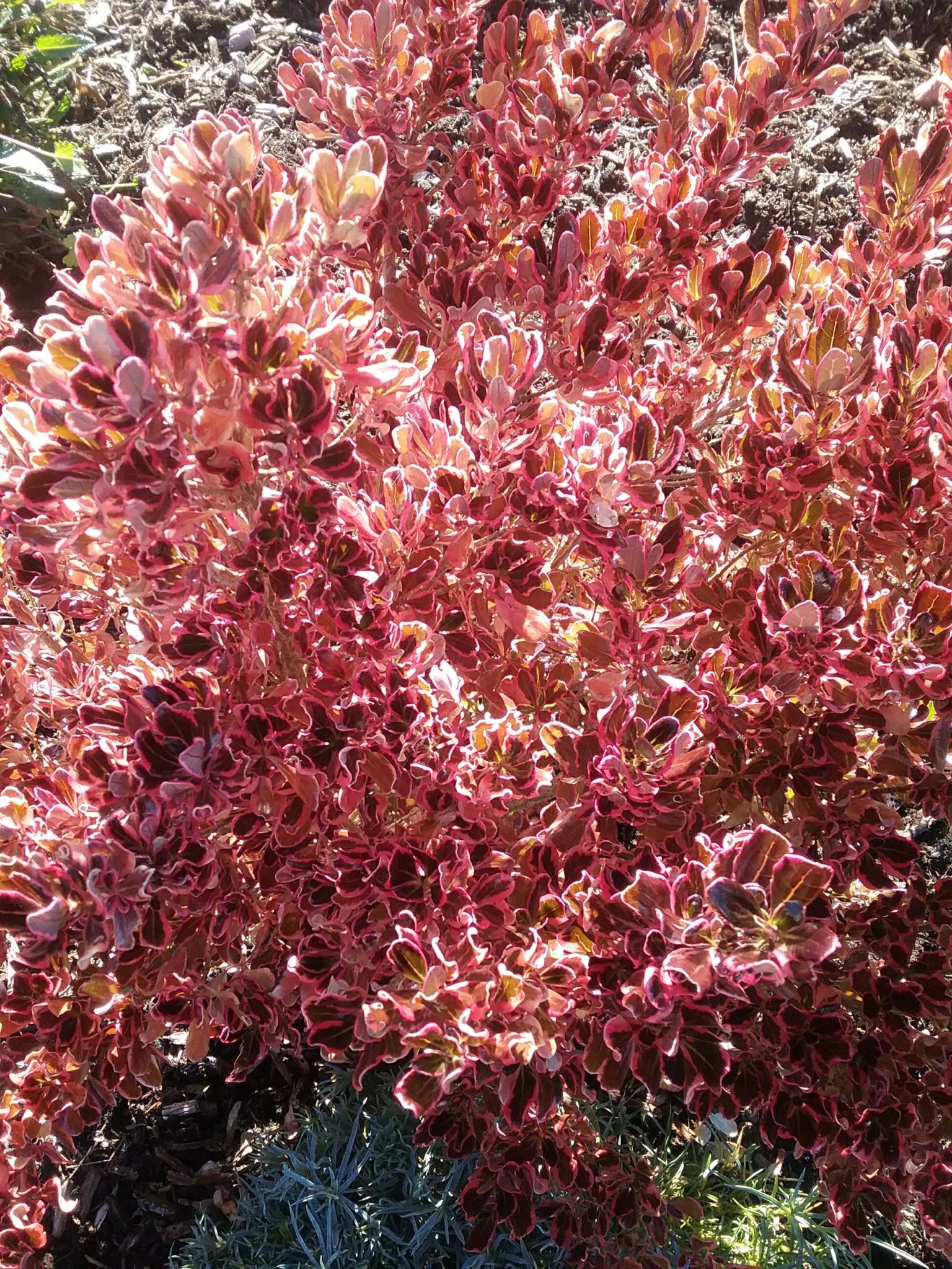 Coprosma repens form in 50mm Forestry Tube – Trigg Plants