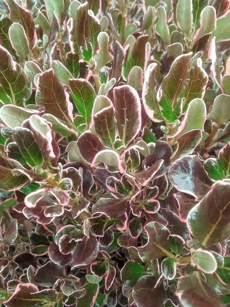 Coprosma repens form in 68mm Super Tube – Trigg Plants