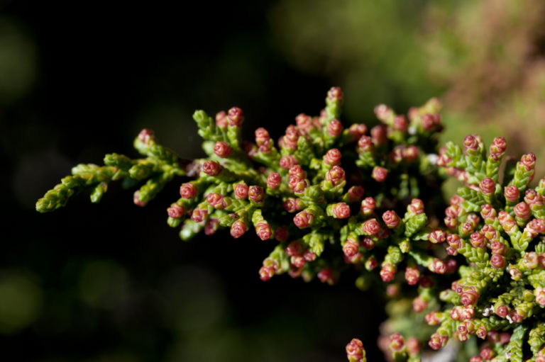 Diselma archeri in 68mm Super Tube – Trigg Plants