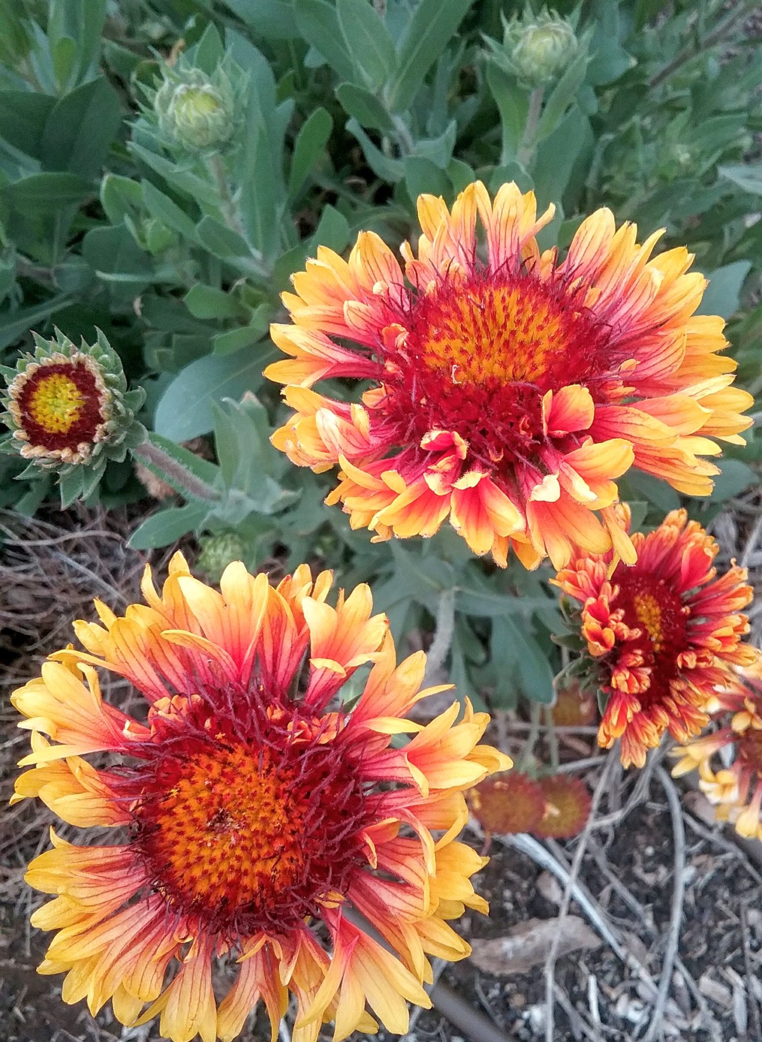 Gaillardia x grandiflora (Bare Rooted) – Trigg Plants