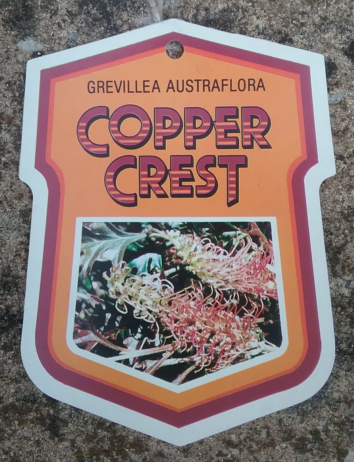 Grevillea Copper Crest in 68mm Super Tube – Trigg Plants