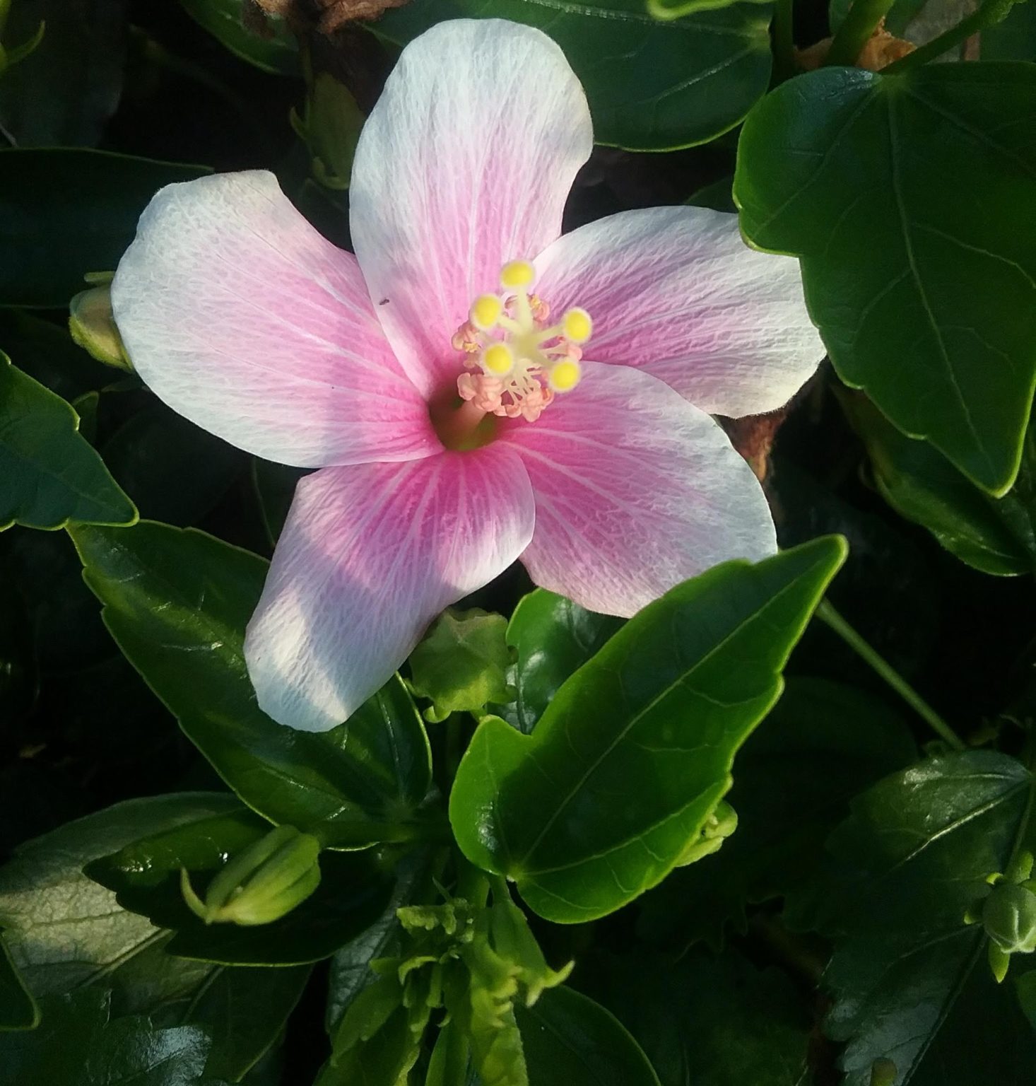 Hibiscus Pink Chiffon in 68mm Super Tube – Trigg Plants