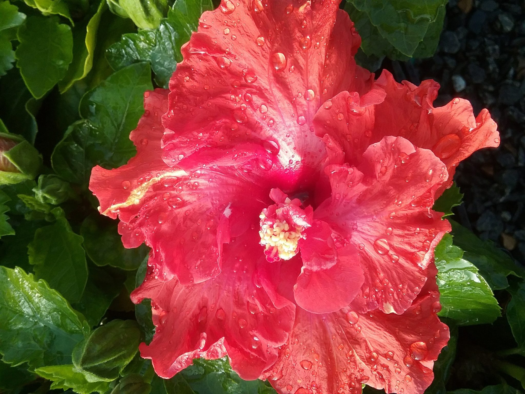 Hibiscus West Coast Red in 68mm Super Tube – Trigg Plants