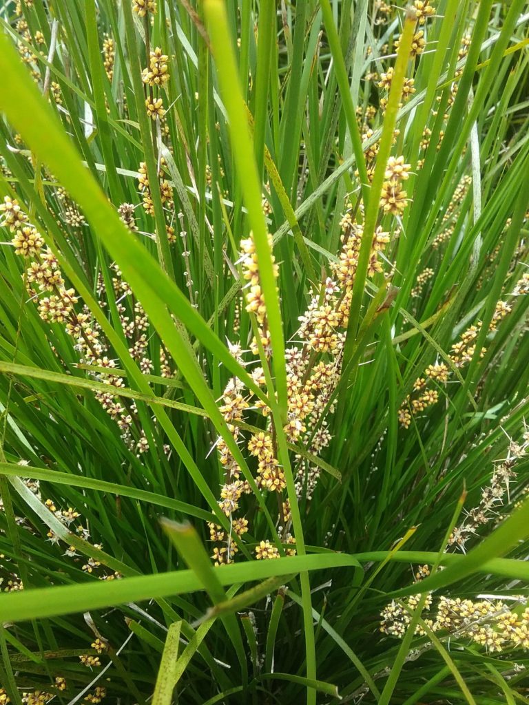 Lomandra Lime Tuff in 68mm Super Tube – Trigg Plants