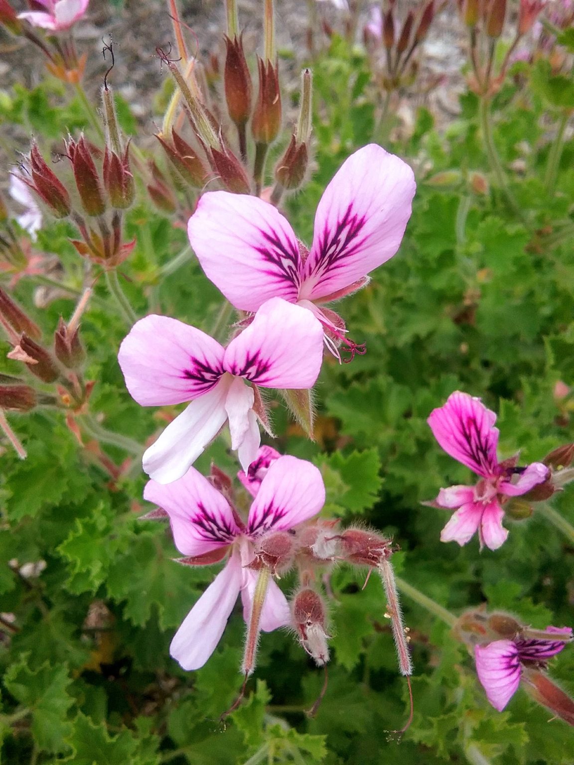 Pelargonium graveolens (Lemon Scented geranium) in 68mm Super Tube ...