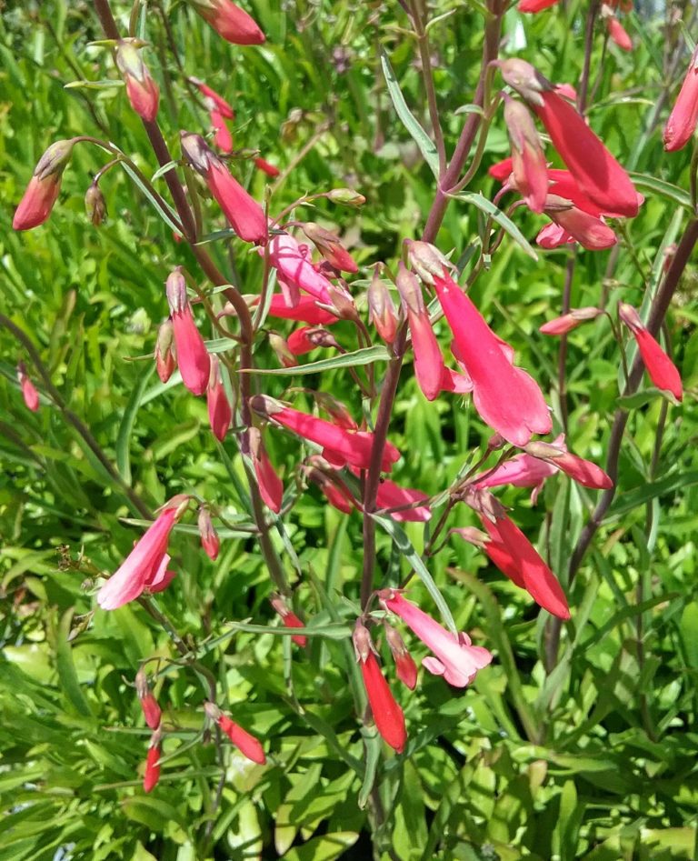 Penstemon Jingle Bells in 68mm Super Tube – Trigg Plants