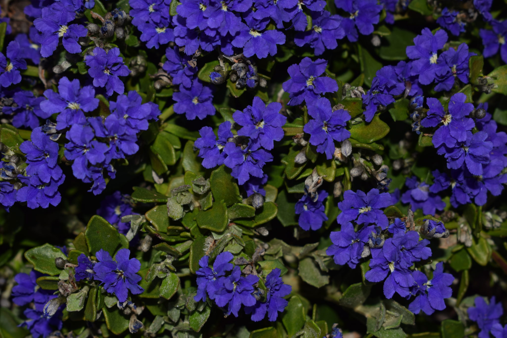 Dampiera species in 50mm Forestry Tube – Trigg Plants