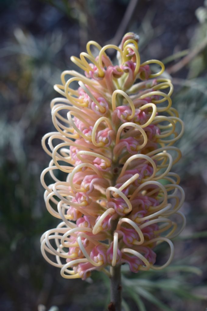 Grevillea Pink Surprise in 50mm Forestry Tube – Trigg Plants