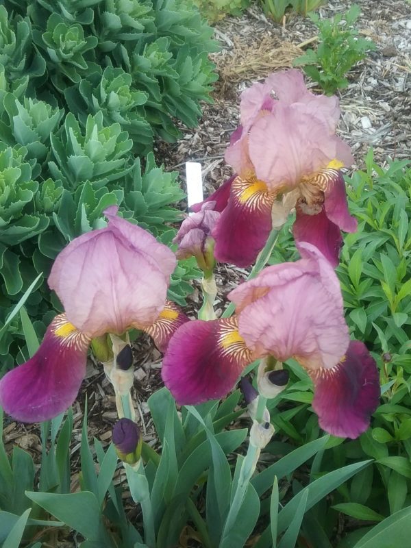 Tall Bearded Iris Indian Chief (bare rooted rhizome) – Trigg Plants