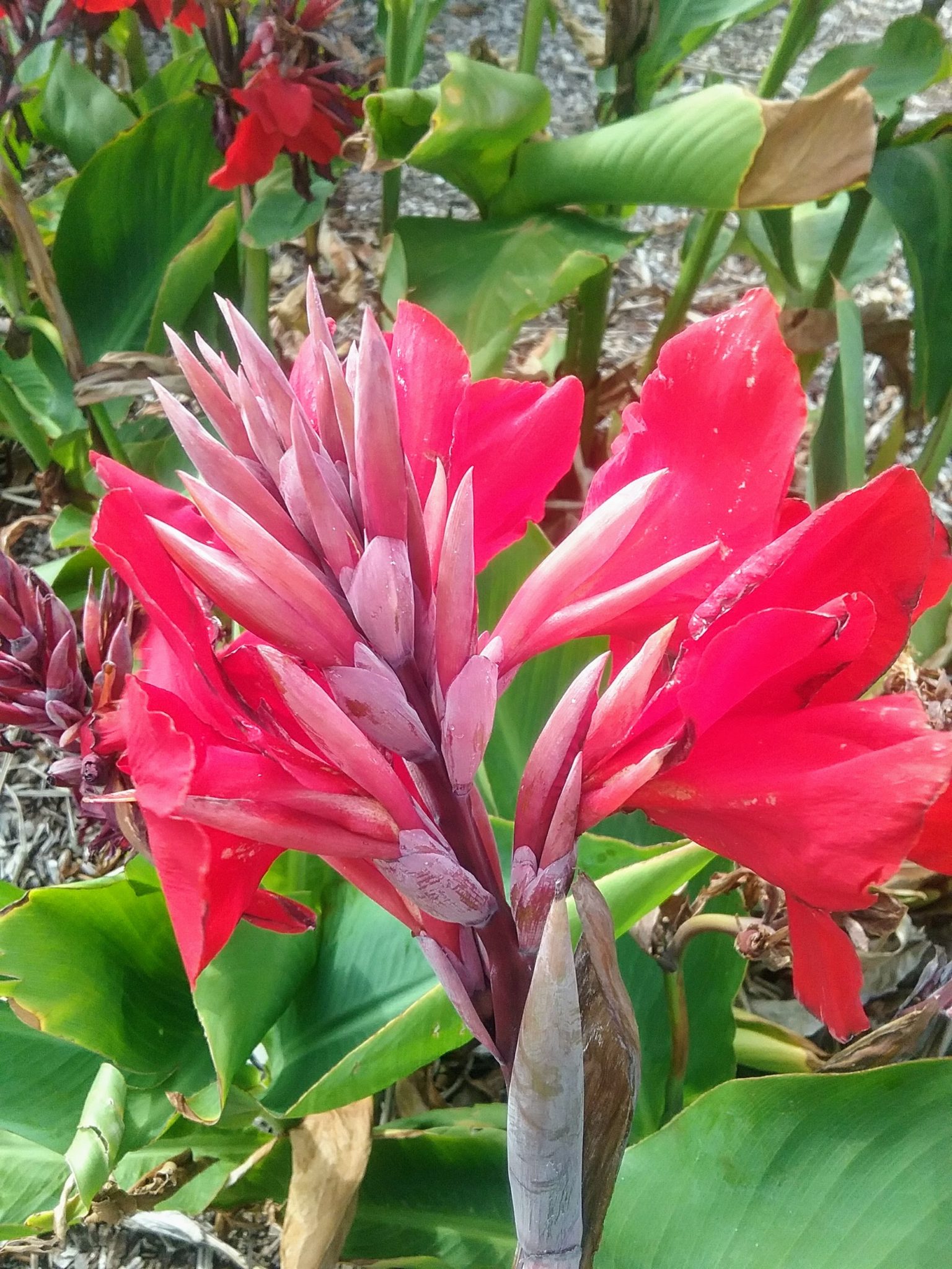 Canna lily Copicanna – Trigg Plants