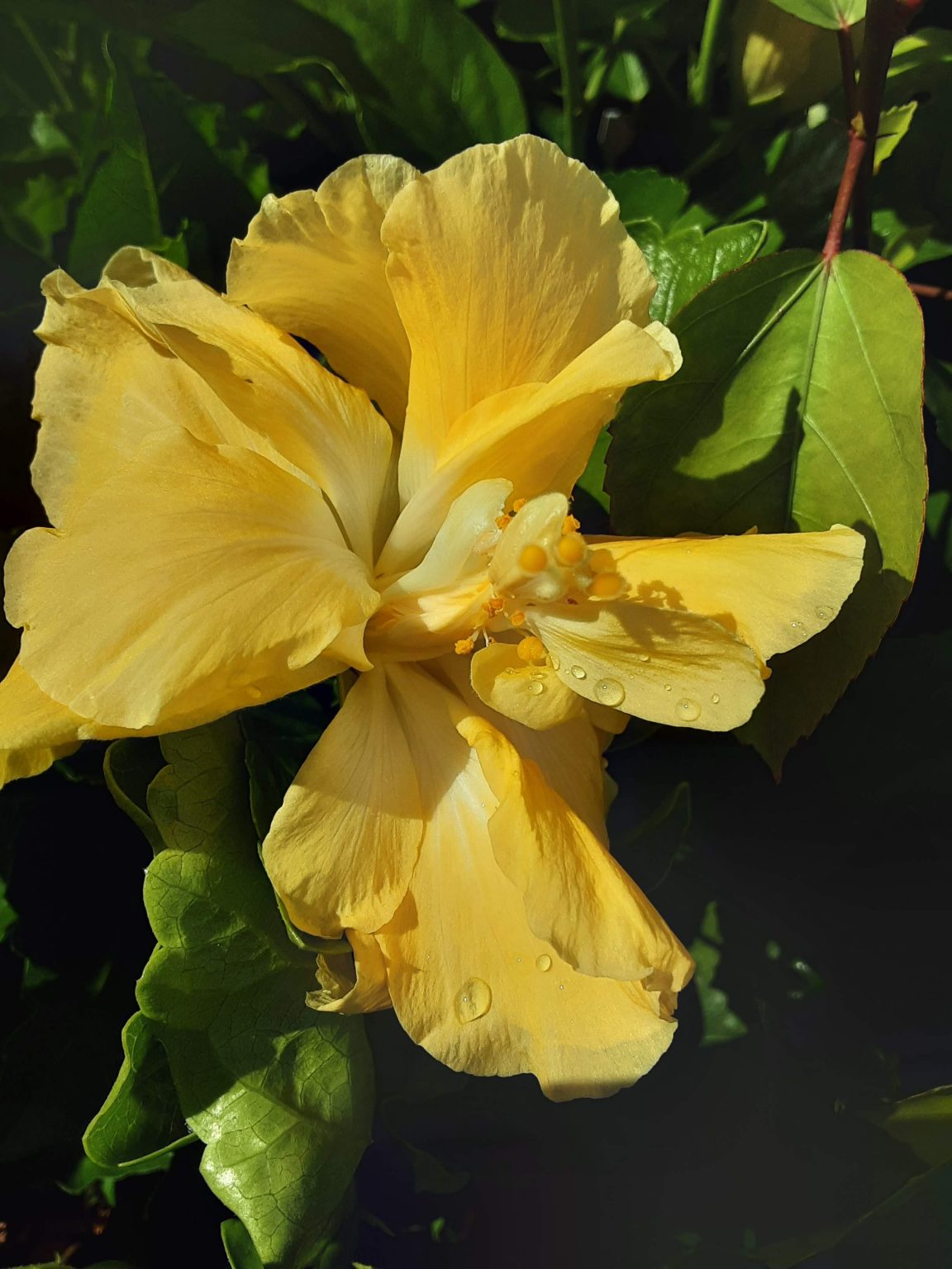 Hibiscus Full Moon in 85mm Squat pot – Trigg Plants