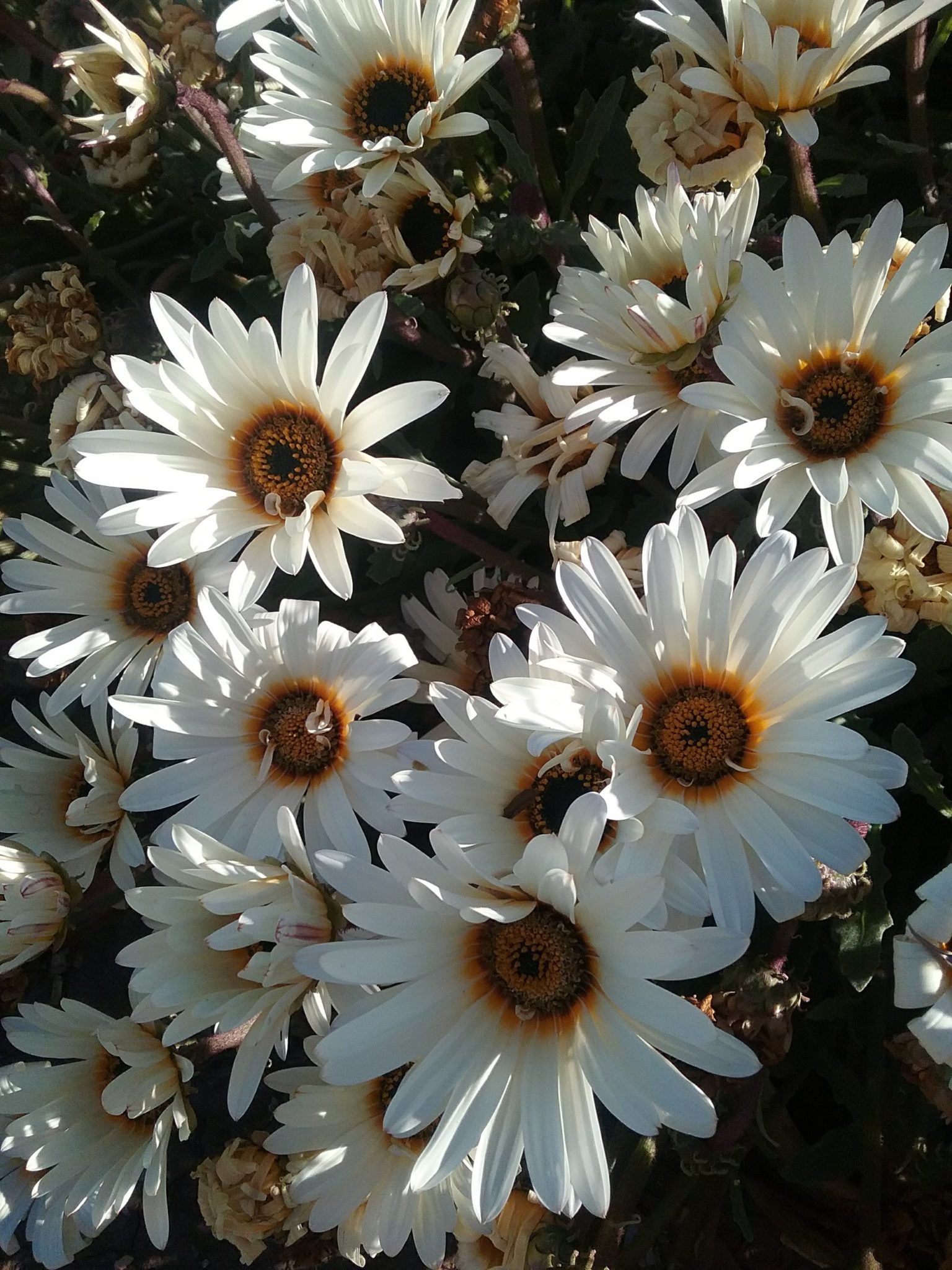 Arctotis hybrid White Bare Rooted – Trigg Plants