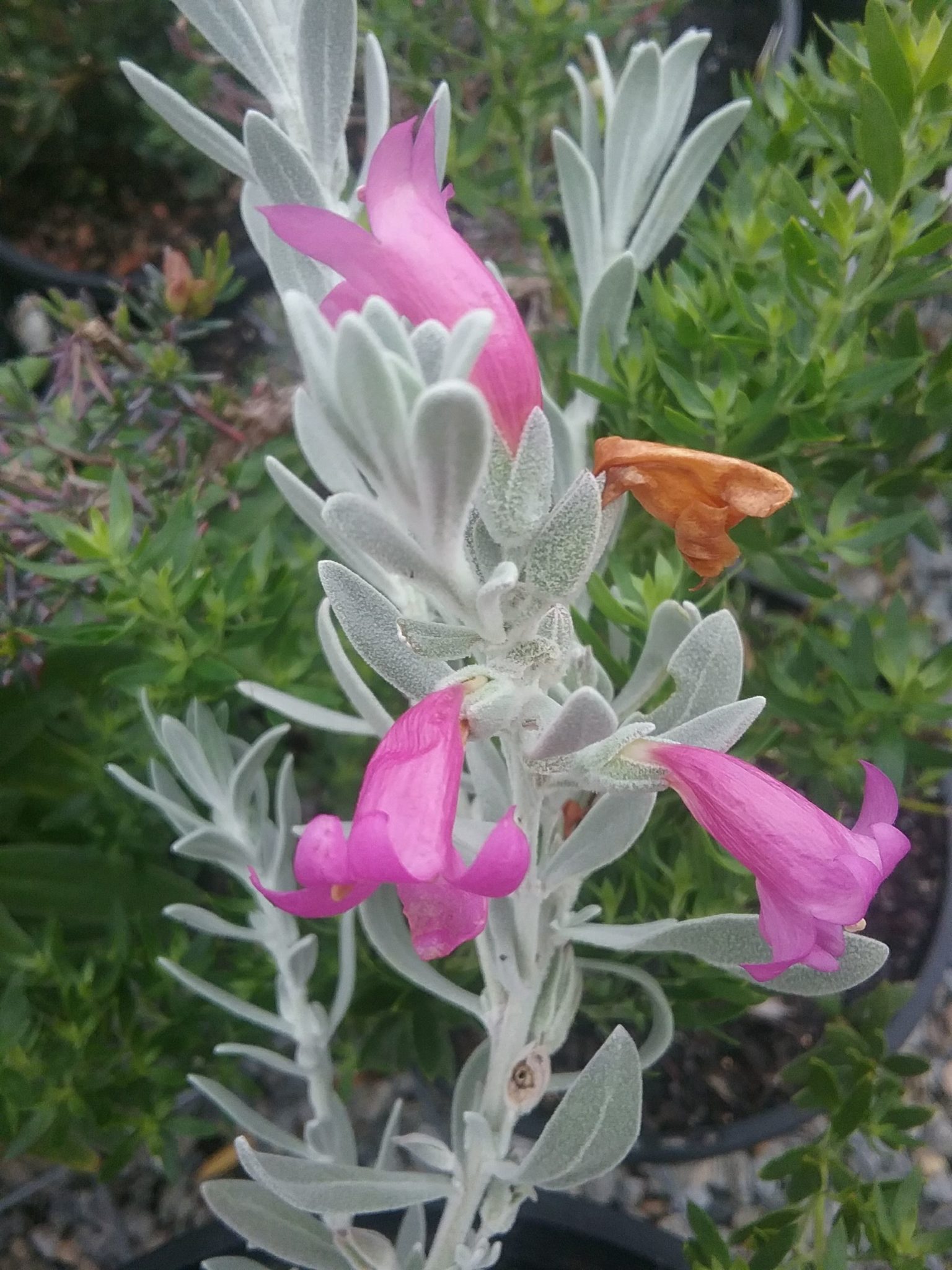Eremophila Pink Pantha in 50mm Forestry Tube – Trigg Plants