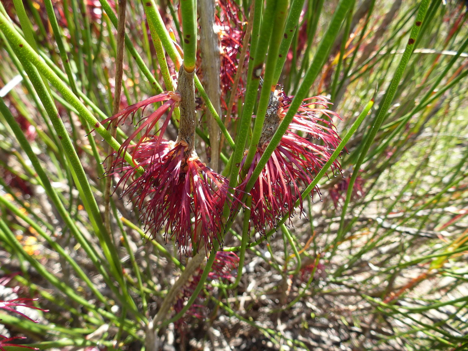 Calothamnus longissimus in 68mm Super Tube – Trigg Plants