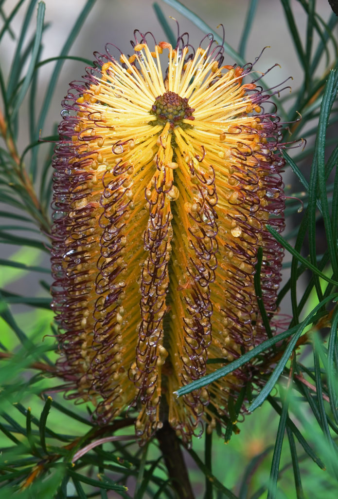 Banksia spinulosa in 50mm Forestry Tube – Trigg Plants