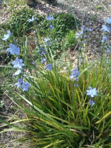 Prostanthera calycina in 50mm Forestry Tube – Trigg Plants