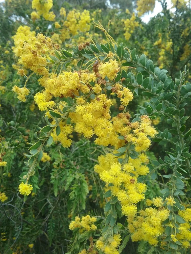 Native Plants – Page 2 – Trigg Plants