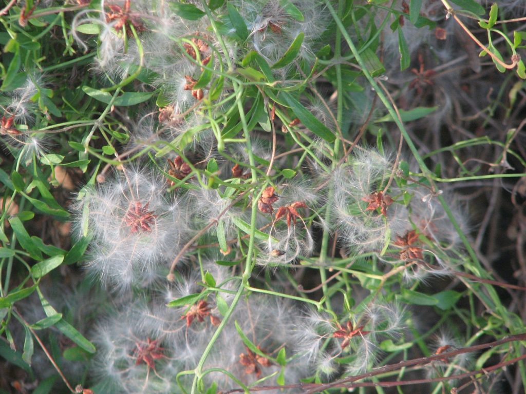 Clematis microphylla in 68mm Super Tube – Trigg Plants