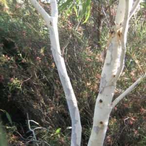 Eucalyptus victrix in 50mm Forestry Tube – Trigg Plants