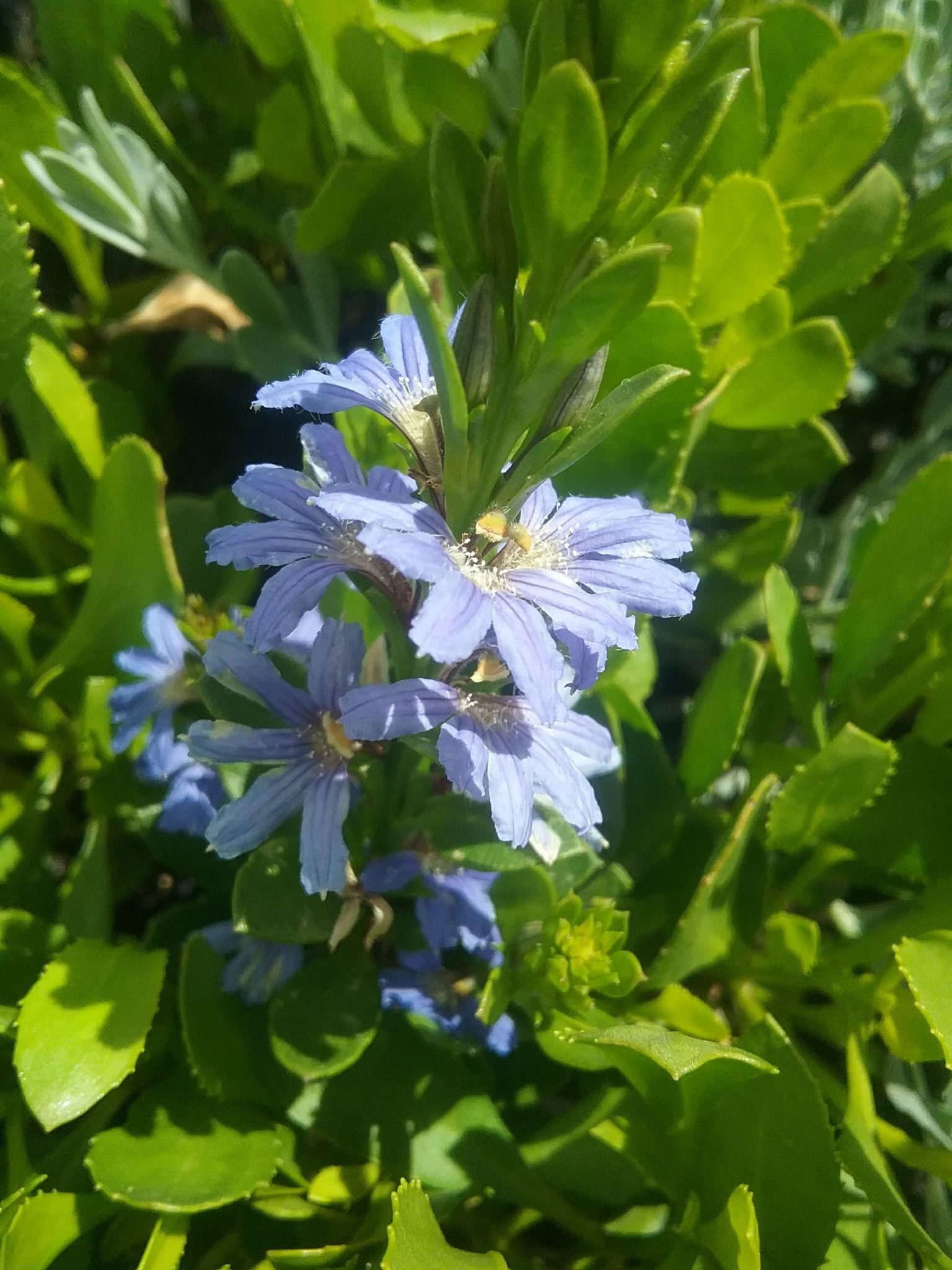 Scaevola crassifolia in 50mm Forestry Tube – Trigg Plants