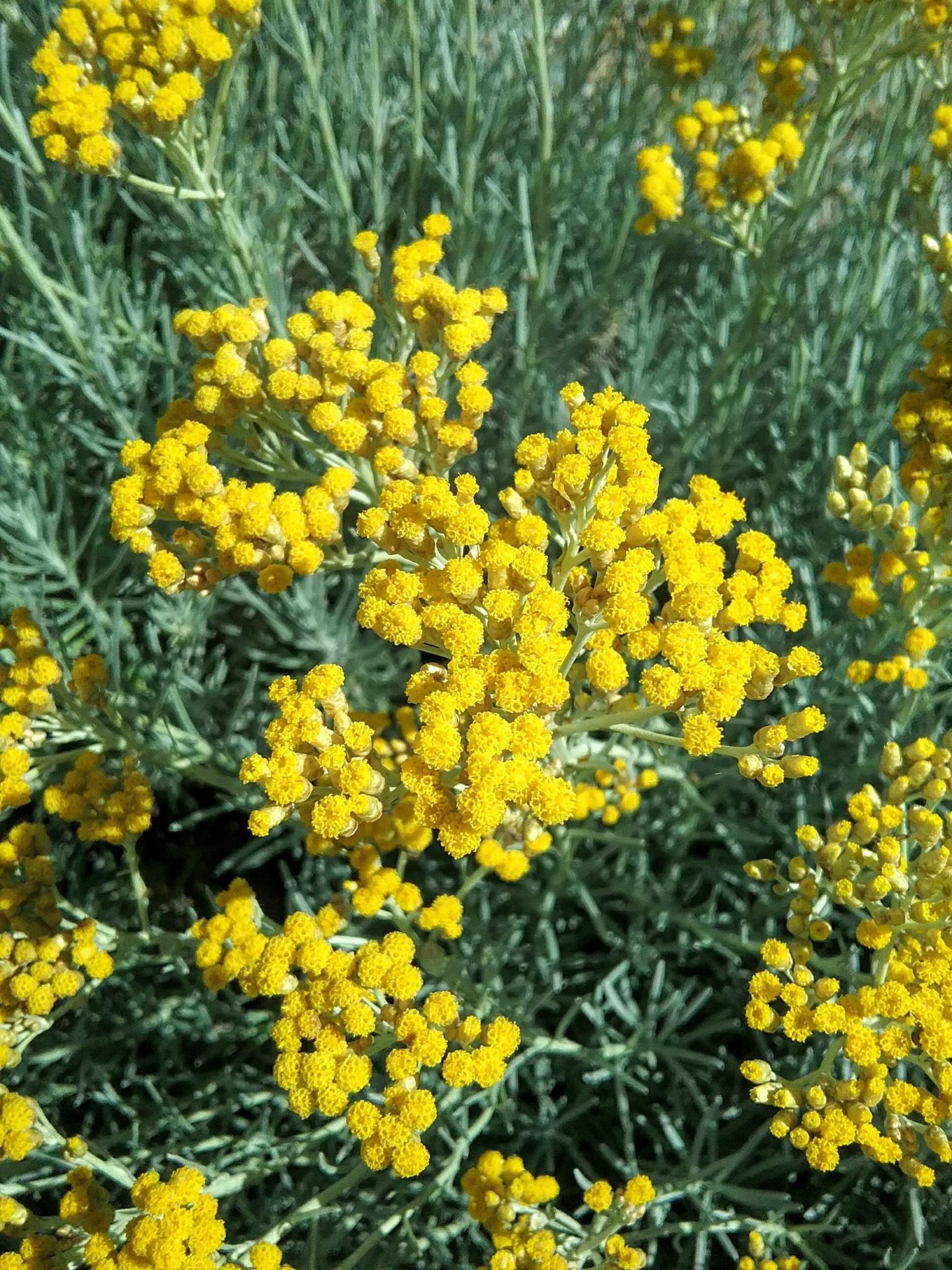 Helichrysum angustifolium in 50mm Forestry Tube – Trigg Plants