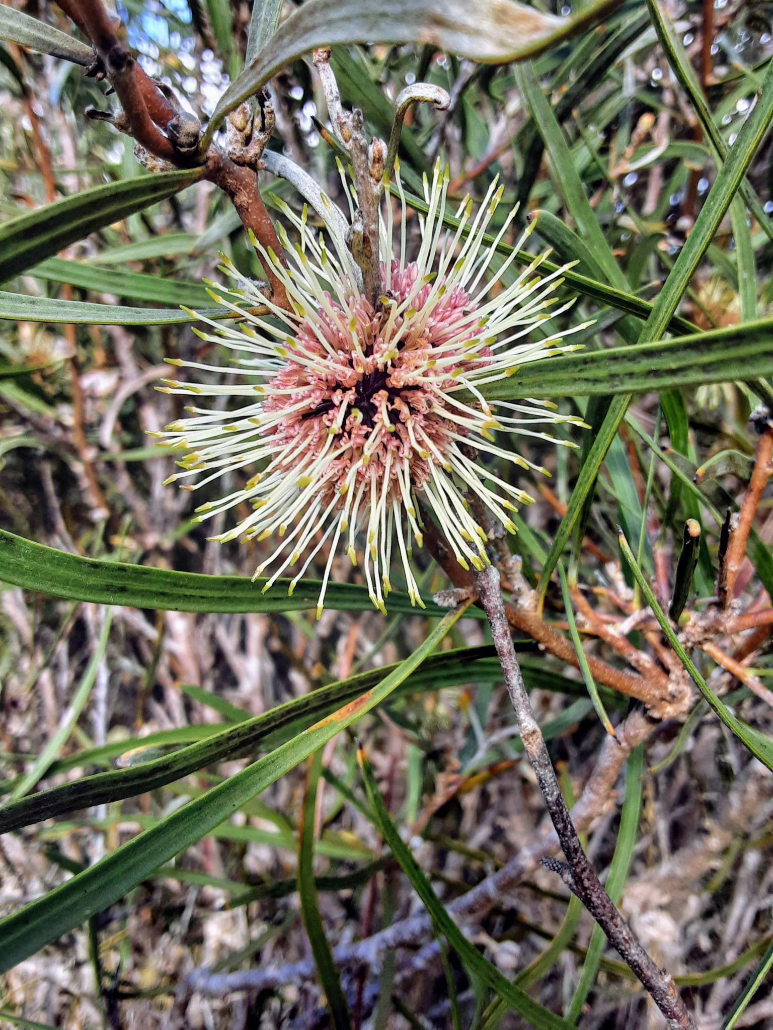 Native Plants – Page 10 – Trigg Plants