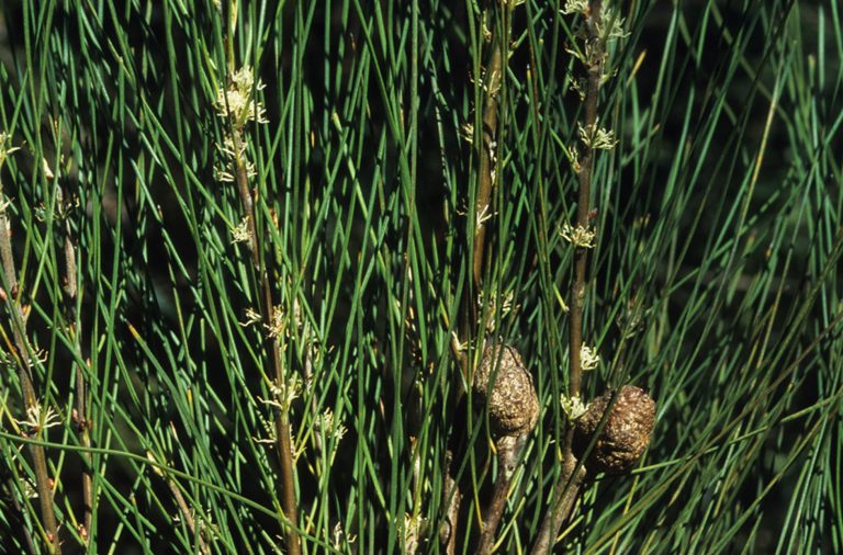 Hakea – Trigg Plants