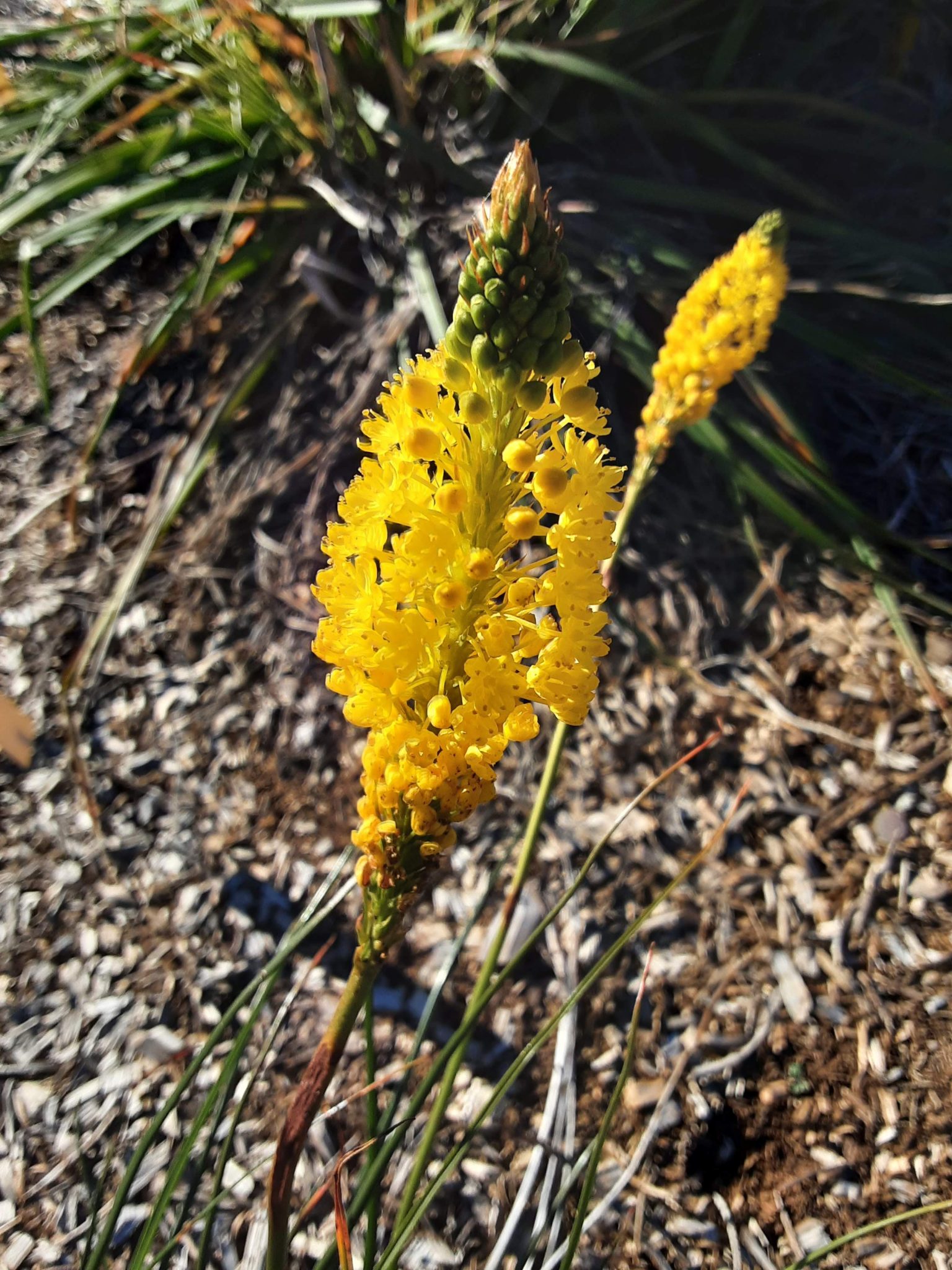 Bulbinella nutans in 75mm Supergro Tube – Trigg Plants