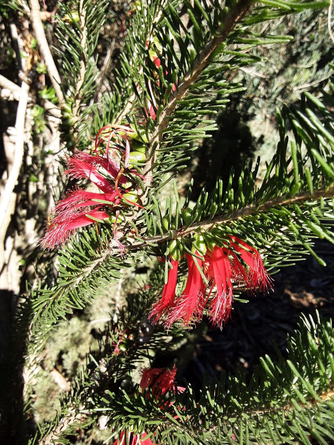 Calothamnus quadrifidus ssp asper in 50mm Forestry Tube – Trigg Plants