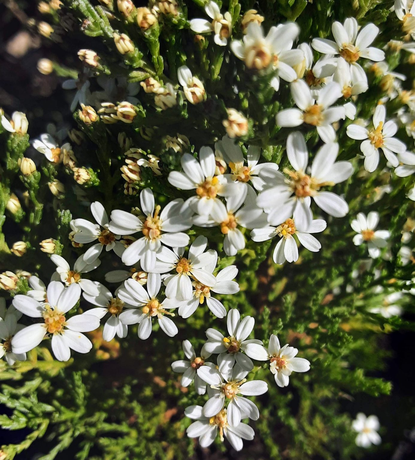 Olearia teretifolia compact in 68mm Super Tube – Trigg Plants