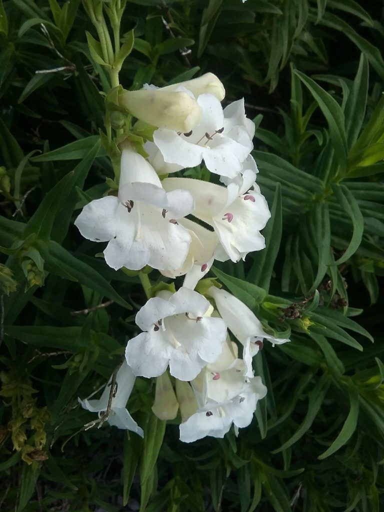 Penstemon White Bedder in 50mm Forestry Tube – Trigg Plants
