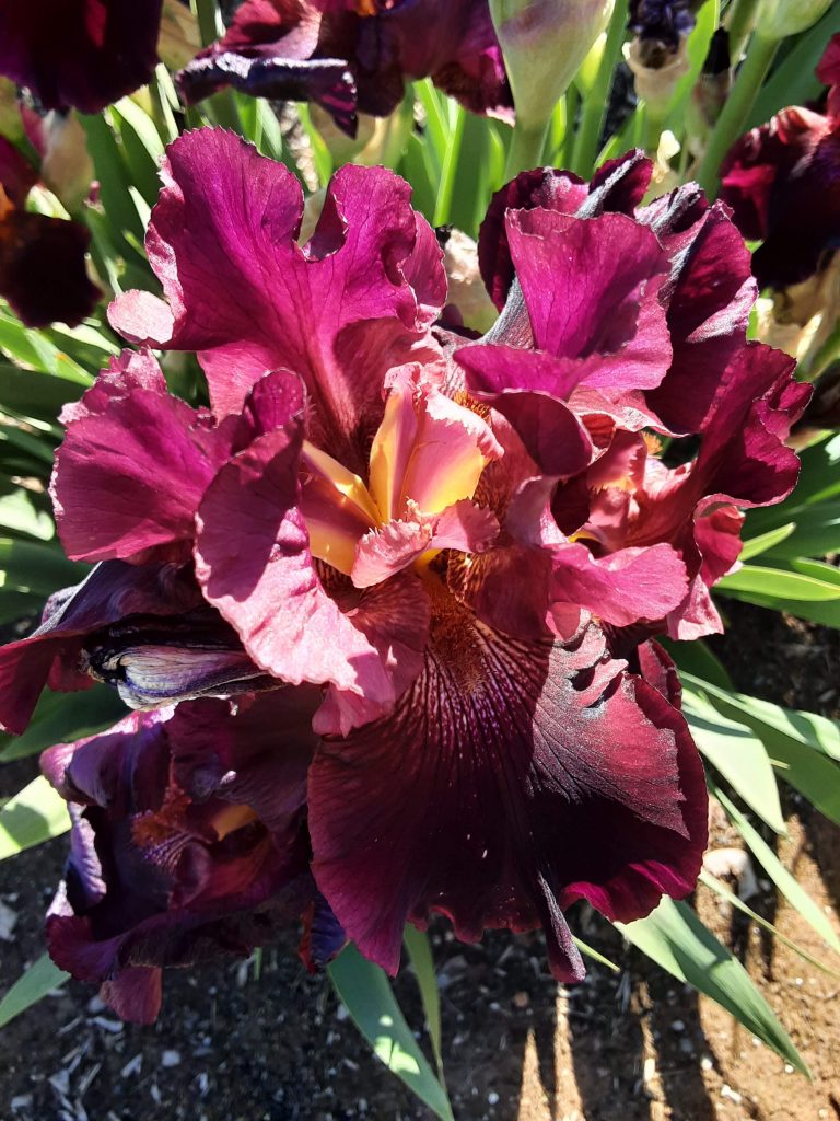 Tall Bearded Iris RED GINGER (bare rooted rhizome) – Trigg Plants