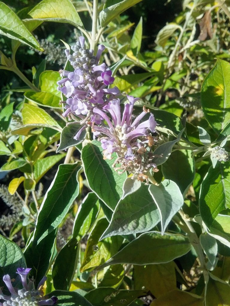 Buddleia curviflora in 50mm Forestry Tube – Trigg Plants