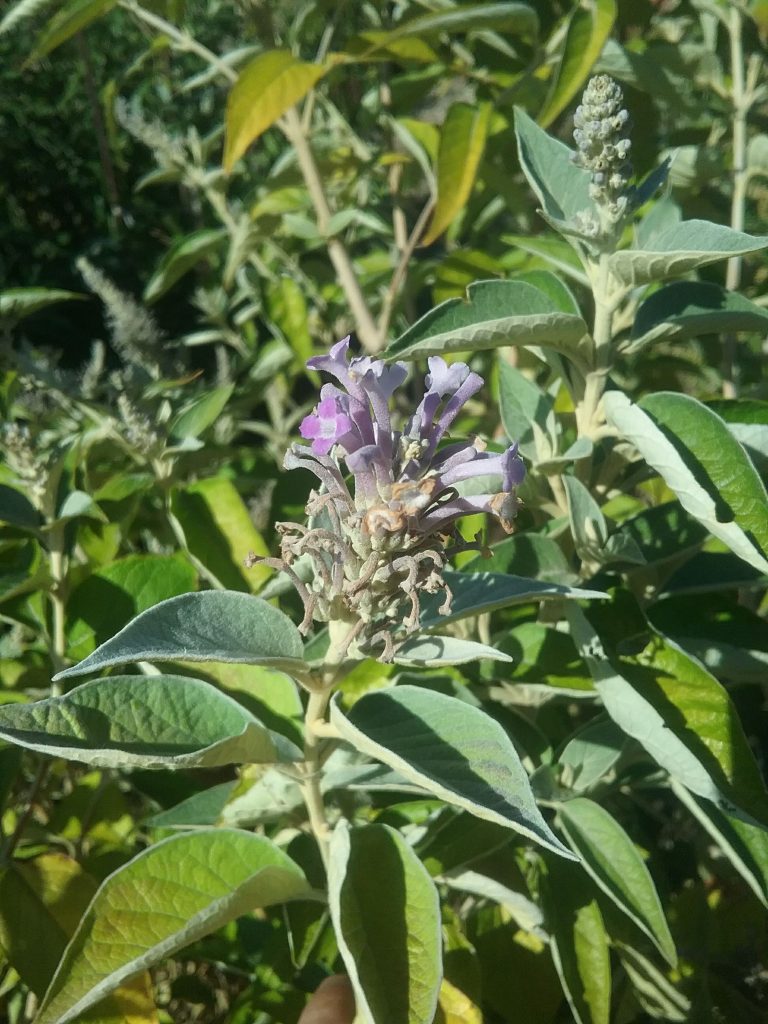 Buddleia curviflora in 50mm Forestry Tube – Trigg Plants