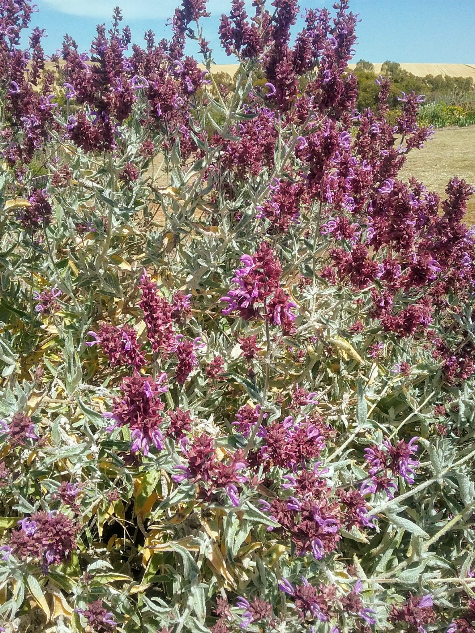 Salvia canariensis var. candidissima in 50mm Forestry Tube – Trigg Plants