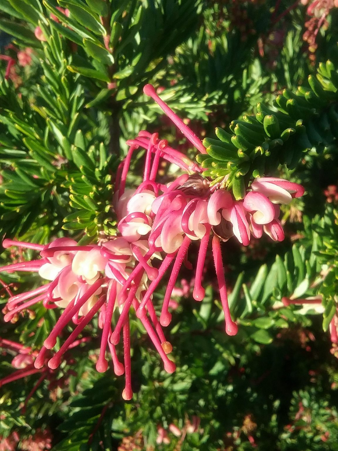 Grevillea Jasper Baby in 50mm Forestry Tube – Trigg Plants