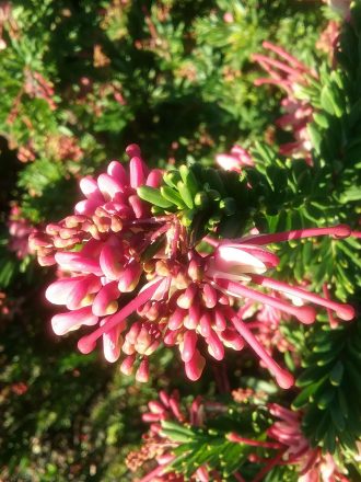 Grevillea Jasper Baby in 68mm Super Tube – Trigg Plants