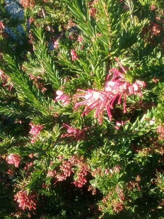 Grevillea Jasper Baby in 68mm Super Tube – Trigg Plants