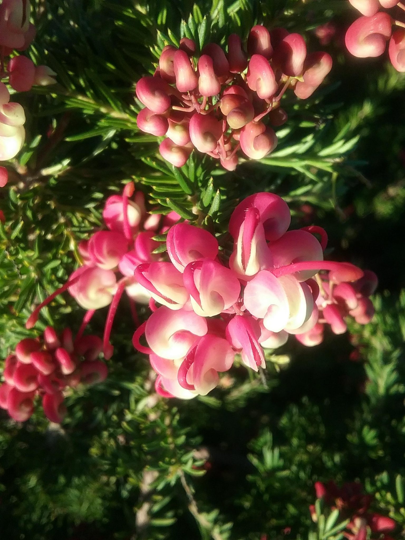 Grevillea Jasper Baby in 50mm Forestry Tube – Trigg Plants
